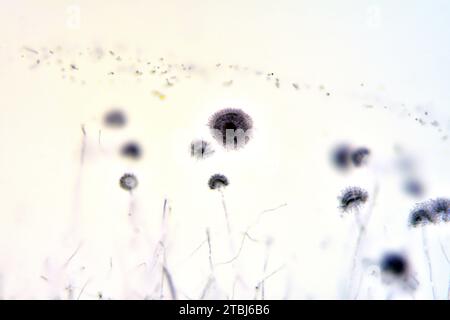 Conidia of Aspergillus, an ascomycota fungi. Optical microscope X100 ...