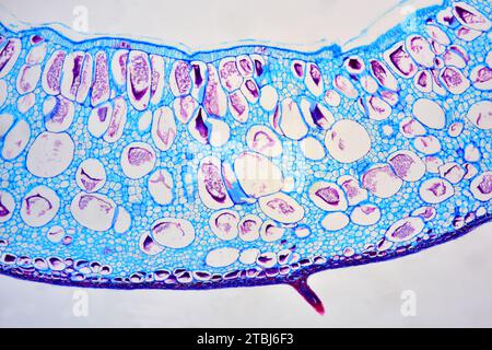 Gooseberry (Ribes sp.) young fruit. Optical microscope X100 Stock Photo ...