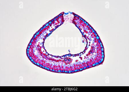 Rolled leaf of Calluna vulgaris showing sunken stomata. Optical ...