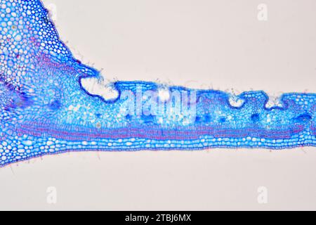 Microphotography of cross section of Nerium oleander stem Stock Photo - Alamy