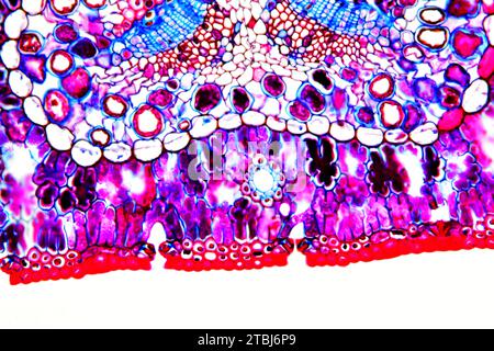 Leaf cross section of pine (Pinus sp.) showing endodermis, epidermis ...