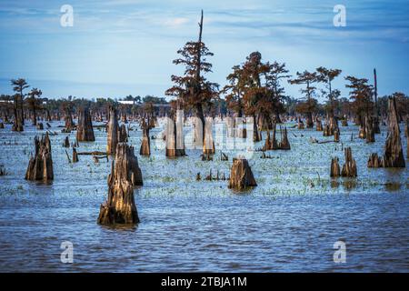 A telephoto shot of the Atchafalaya, swamp and its hardwood tree stumps ...