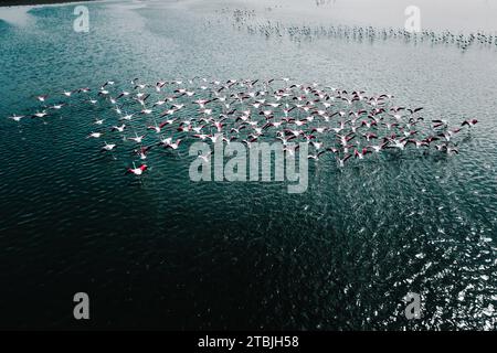 Group of pink flamingos on the pond Stock Photo - Alamy