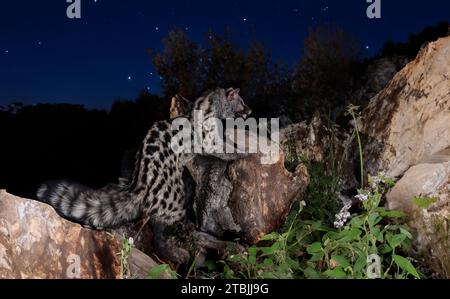 Common genet in front of black background Stock Photo - Alamy