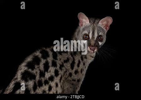 Common genet in front of black background Stock Photo - Alamy