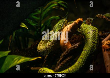 Temple viper, Wagler's pit viper, Tropidolaemus wagleri Stock Photo - Alamy