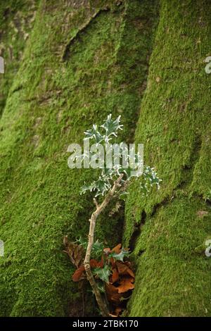 Frozen holly growing from the cleft of an oak tree Stock Photo - Alamy
