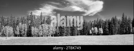 Panoramic photograph of a conifer aspen forest, North Rim. Grand Canyon ...