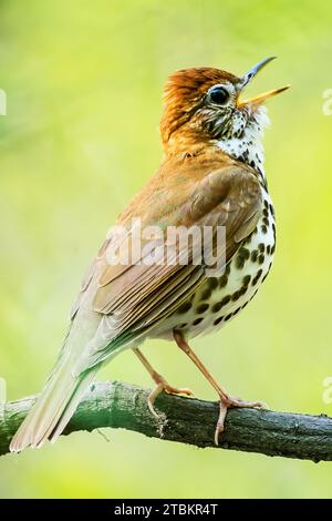 sing thrush song Stock Photo - Alamy