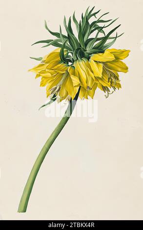 Crown imperial (Fritillaria imperialis). Watercolour by Leonard Daniel ...