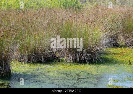 Soft rush (Juncus effusus), grows together with peat moss (Sphagnum) in wet moorland, Lower ...