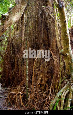 Strangler fig (Ficus virens), tropical tree, tree, rainforest, jungle ...