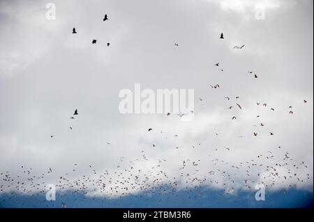 Megabats, flying fox (Pteropodidae), bat, fauna, scary, vampire, horror ...