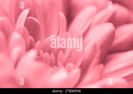 Abstract floral background, pink chrysanthemum flower. Macro flowers ...