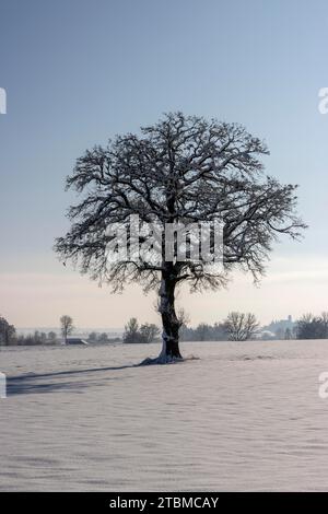 Lone tree with branches under snow in a field under snow, with blue sky ...