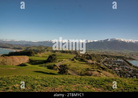 A Harbor seal in the green field on a sunny day Stock Photo - Alamy