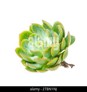 green miniature succulent plants isolated on white background Stock ...