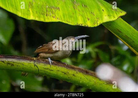 Long-billed honeyeater (Melilestes megarhynchus), a species of bird in ...
