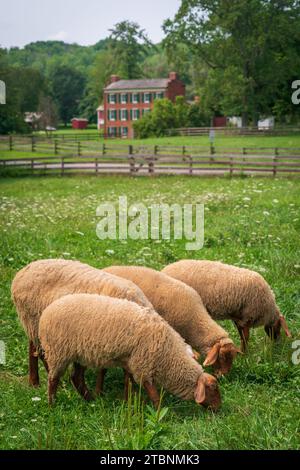 Sheep at the Hale Farm Village, Cuyahoga Valley National Park in Ohio ...