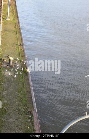 wild birds gathering at a food place in town Stock Photo - Alamy