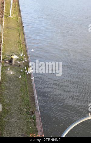 wild birds gathering at a food place in town Stock Photo - Alamy