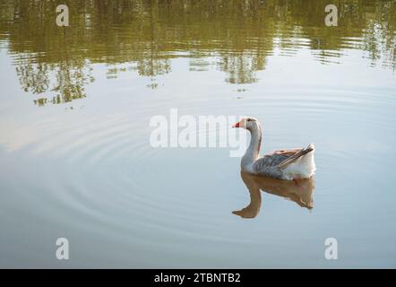 A Goose in the Cuyahoga River at Cuyahoga Valley National Park in Ohio ...