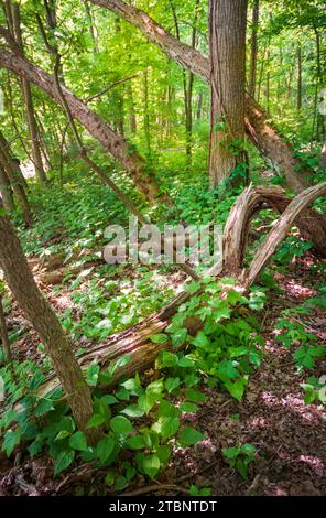 The Forest Floor, Cuyahoga Valley National Park in Ohio, USA Stock ...
