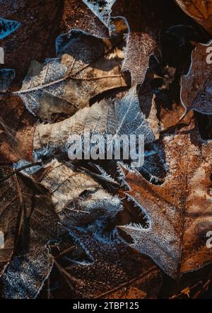 Beautiful fallen leaves covered with frost Stock Photo - Alamy