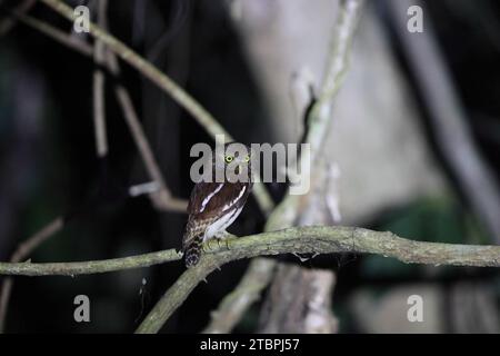 The Javan owlet (Glaucidium castanopterum) is a species of owl in the ...