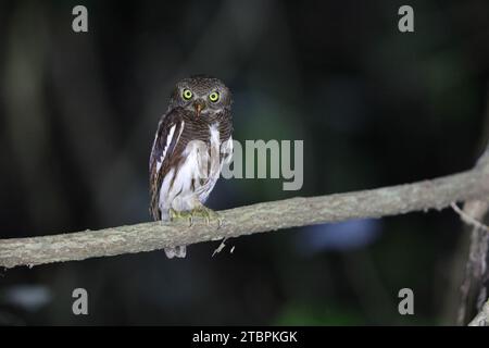 The Javan owlet (Glaucidium castanopterum) is a species of owl in the ...