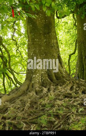 common beech (Fagus sylvatica), standing in a light forest, Germany ...