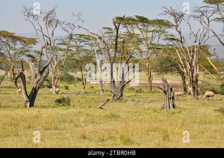 Dry trees on the savannah fields in Kenya, Africa. landscape of African ...