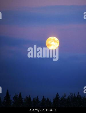 Rising orange Moon with tree silhouettes Stock Photo - Alamy