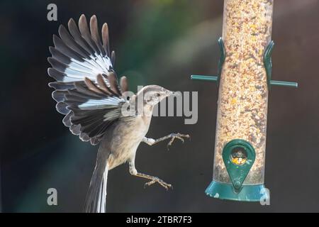 Northern Mockingbird at the bird feeder Stock Photo - Alamy