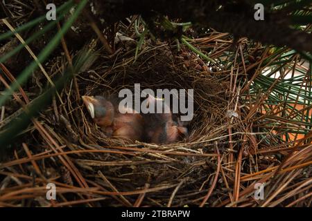 Asuncion, Paraguay. 28 November, 2023. Two newly hatched rufous ...