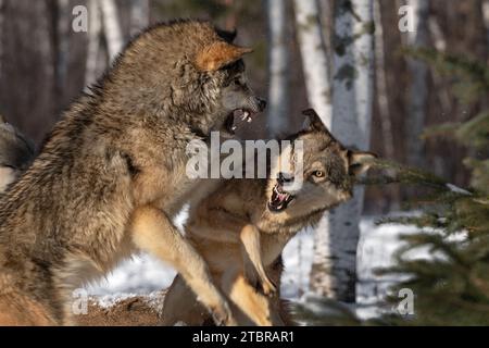 Grey Wolves (Canis lupus) Snap and Snarl at Each Other Winter - captive ...