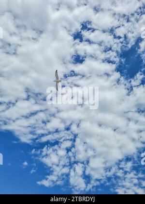 A white seagull flying in a bright blue sky Stock Photo - Alamy