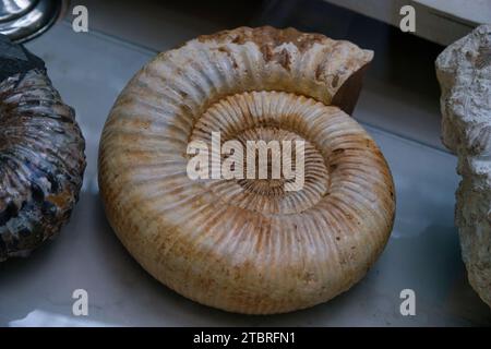 old fossil natural history of the earth ancient patterns paleontology ...