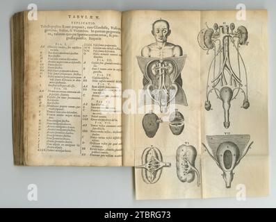 Antique medical book, sketch and study anatomy, human body drawing or ...