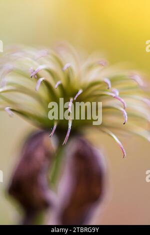 faded clematis plant, green background, symbol, beauty in decay Stock ...