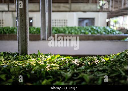 Tea factory in the tea plantations of Sylhet, northern Bangladesh Stock ...