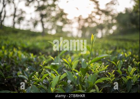 Tea plantations of Sylhet, Bangladesh Stock Photo - Alamy