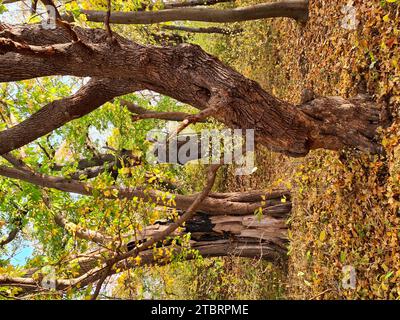 old gnarled chestnut tree, chestnut grove in Wernigerode, Harz, old ...