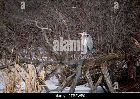 Great blue heron resting in a marsh Stock Photo - Alamy