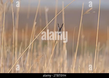 A pretty Corn Bunting (Emberiza calandra) perched on a branch of a ...