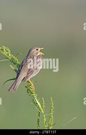 Egyptian bunting (Emberiza calandra) singing over flowering plants in ...