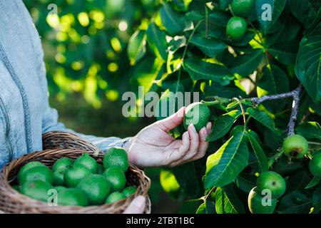 Female farmer picking unripe walnut from nut tree. Healthy food from ...