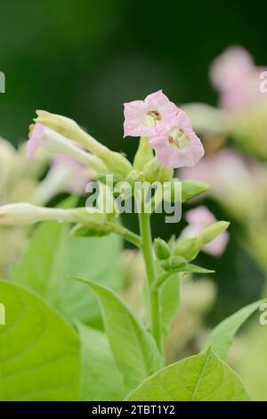 Virginian tobacco, cultivated tobacco Stock Photo - Alamy
