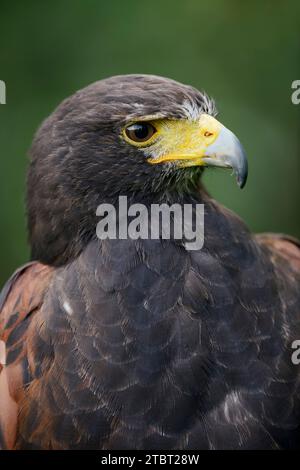 Desert Buzzard (Parabuteo unicinctus), portrait, North Rhine-Westphalia ...