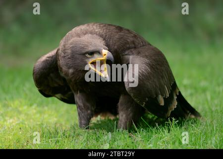 Steppe Eagle (Aquila nipalensis) immature in flight, Mongolia Stock ...
